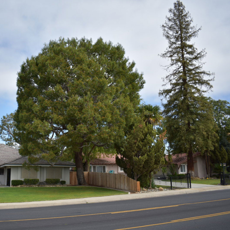 Best Tree Services In Kern County - All Tree Care