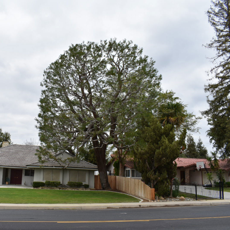Best Tree Services In Kern County - All Tree Care